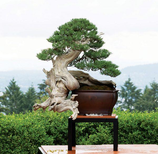 Ryan Neil of Bonsai Mirai: Learn from American Bonsai Master