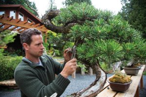 Ryan Neil of Bonsai Mirai: Learn from American Bonsai Master