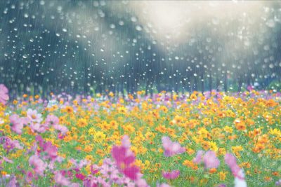 Enjoy the Timeless Beauty of Spring Solar Terms - Magnifissance