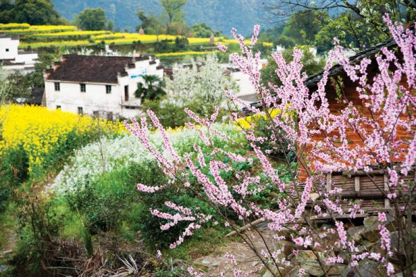Enjoy the Timeless Beauty of Spring Solar Terms - Magnifissance