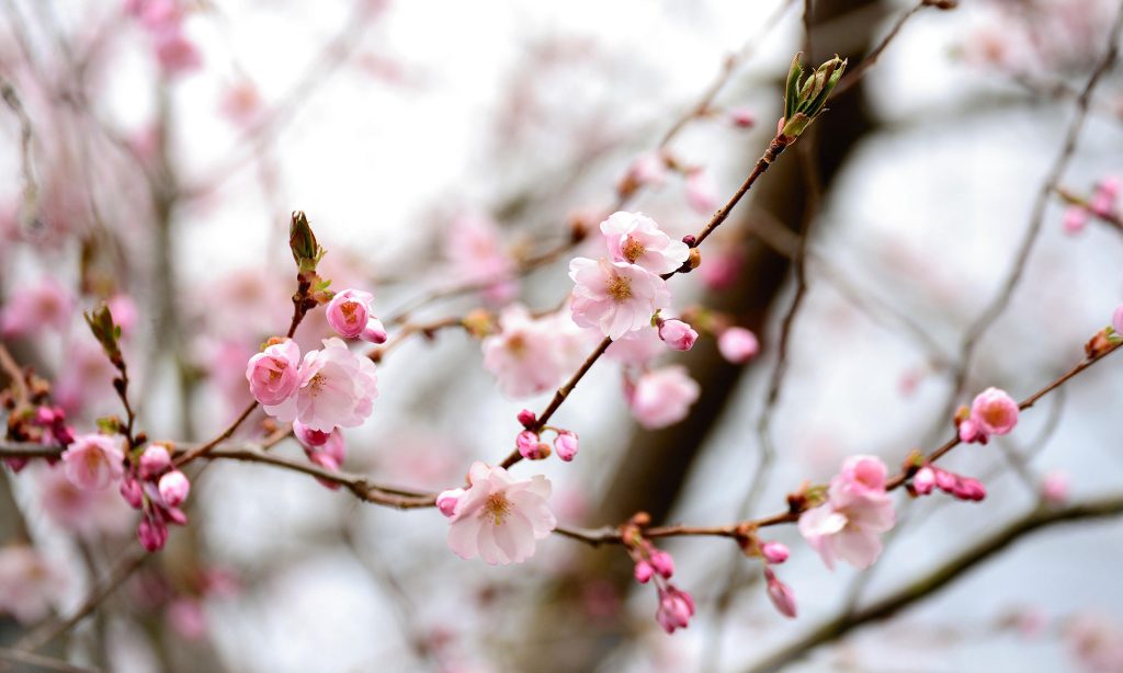 12 Beautiful Chinese Poems About Flowers - Magnifissance