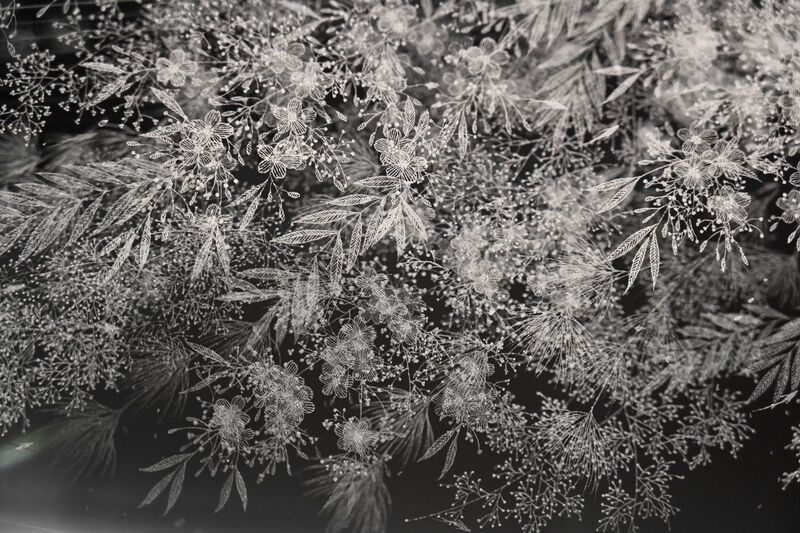 The Fascinating Flower Art of Four Contemporary Artists